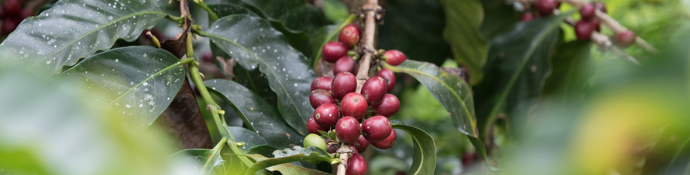 Strauss Coffee: Ethical Sourcing Commitment