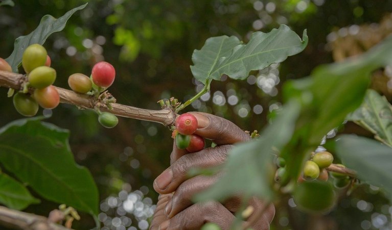 Strauss Coffee: Ethical Sourcing Commitment